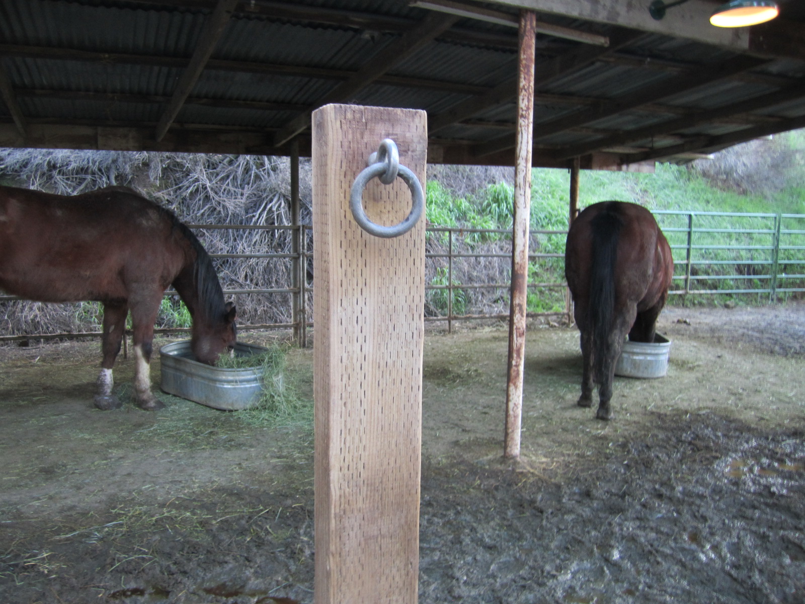 Scratching Posts – Western Horse Watchers Association