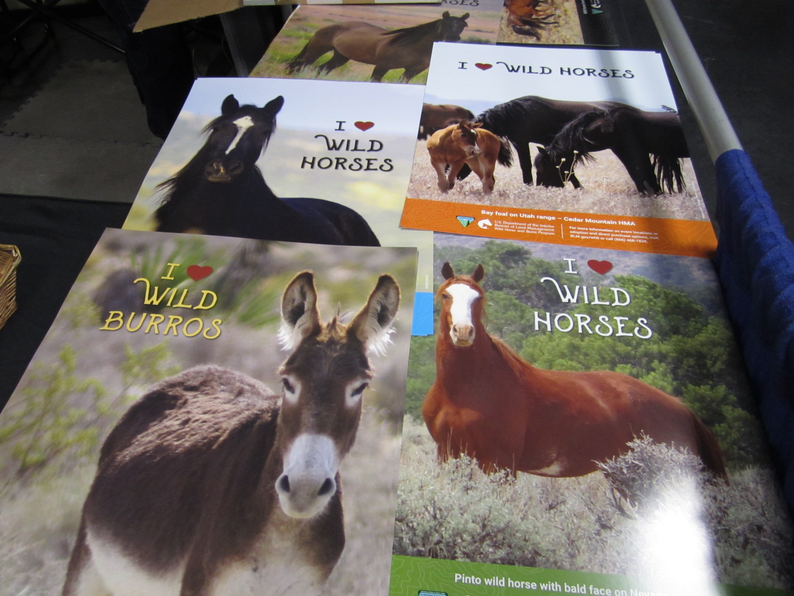 BLM Event in Missoula, MT to Feature WHB – Western Horse Watchers ...