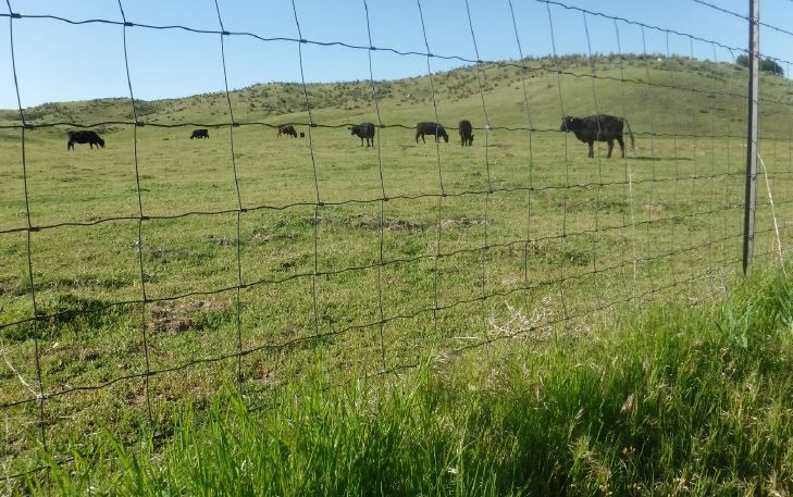 Targeted Grazing Included in Regulations Revamp – Western Horse ...