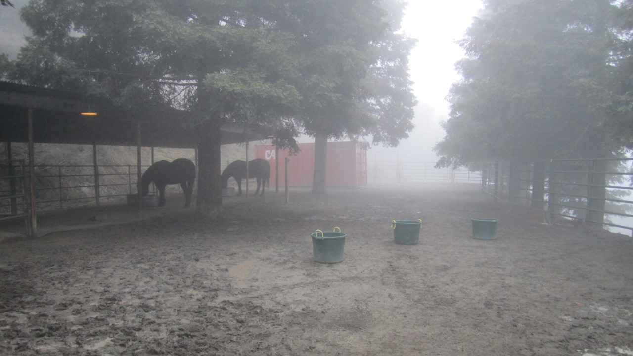 Family, Freedom Overrated – Western Horse Watchers Association