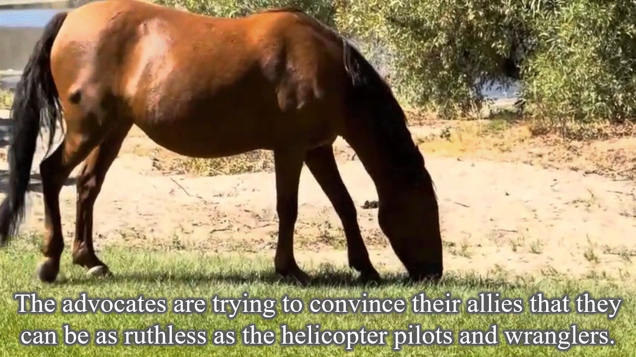 New Life at Salt River? – Western Horse Watchers Association